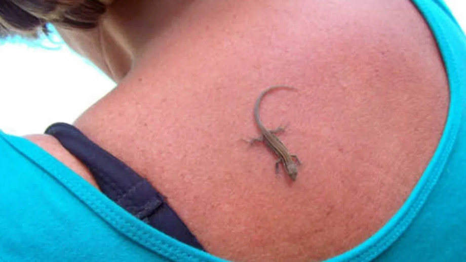 Lizard Fall on Female Body: Find out if a lizard falls on these special ...