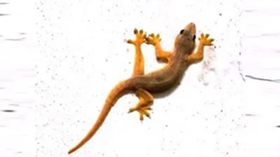 Lizard Fall on Female Body: Find out if a lizard falls on these special ...